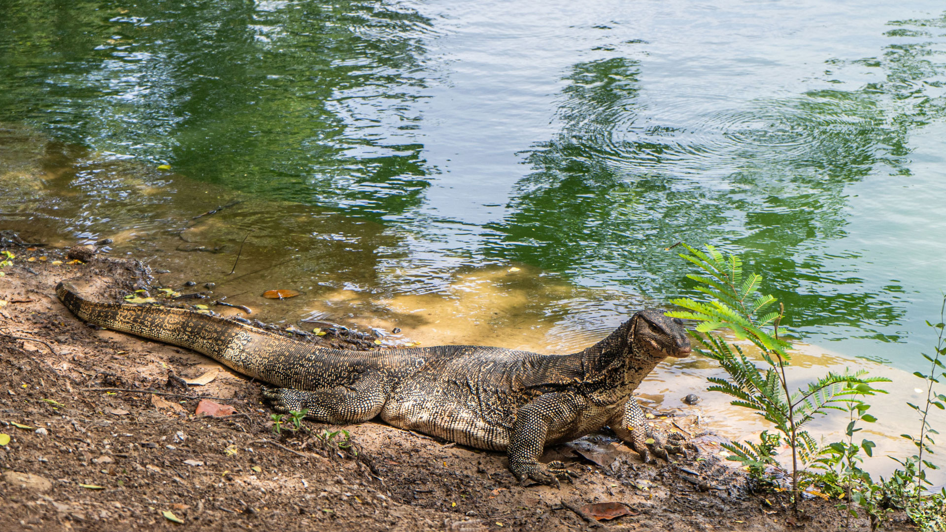 Kayaks and Alligators | Kayaker Guide To Escape Alligator Attack ...